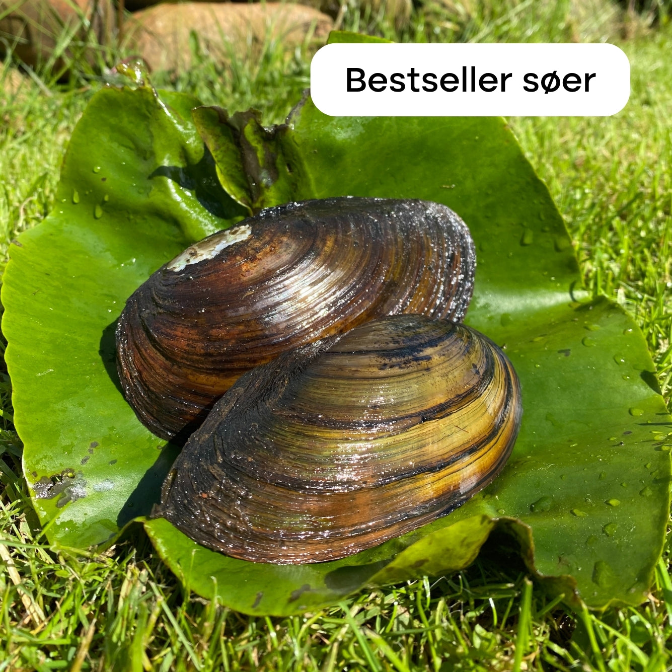 Naturlige danske Dammuslinger – Dammusling.dk